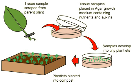 Reproductive Biology in Crop Plants: Part One : Plantlet